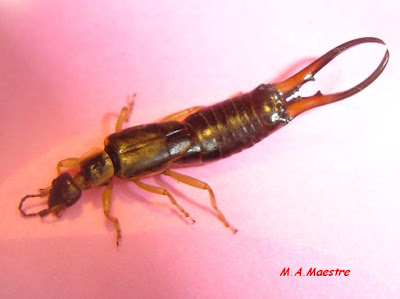 Blog de Diversificación: La Tijereta