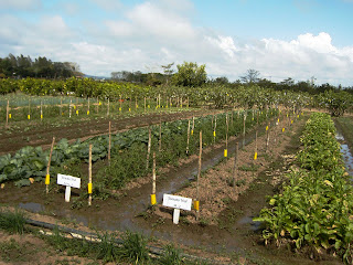 Western Belize Happenings!: Tropical Agriculture research in Belize