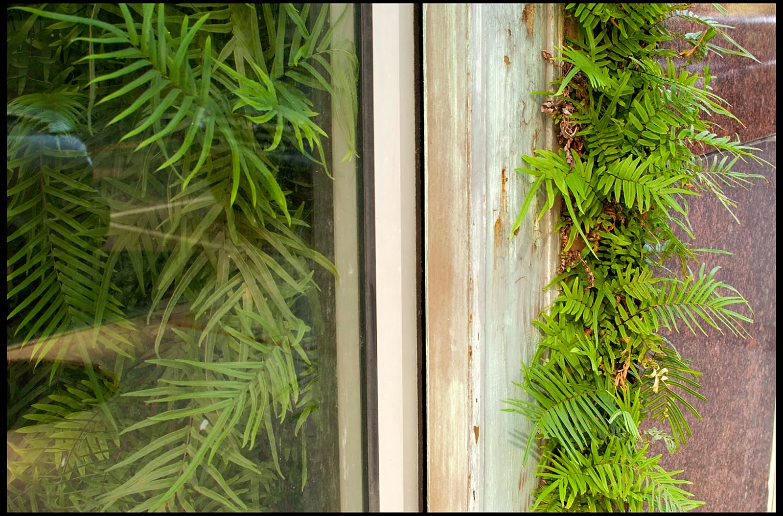 Walter Beckham's Photo Blog: Window Ferns