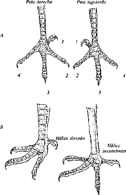 PUBLICACIONES DE NATURALEZA: Anatomia de las aves