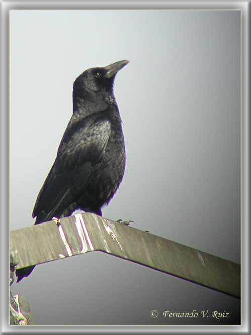AVES de la RIOJA: Corneja negra (Corvus corone).