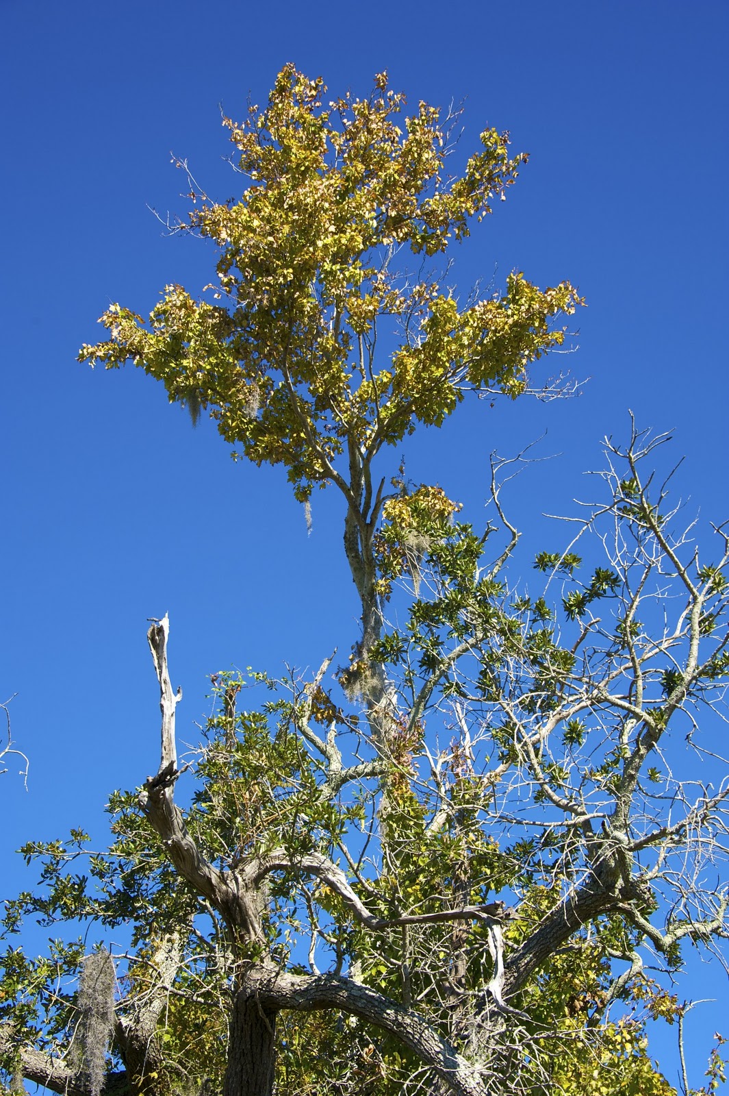 The Flight Continues...: The Altamaha River
