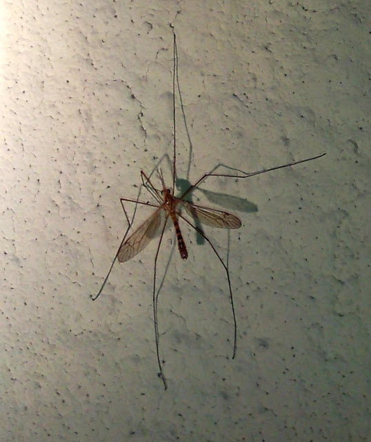 La luna de Ítaca: Bichos en el jardín, 15: Mosquito