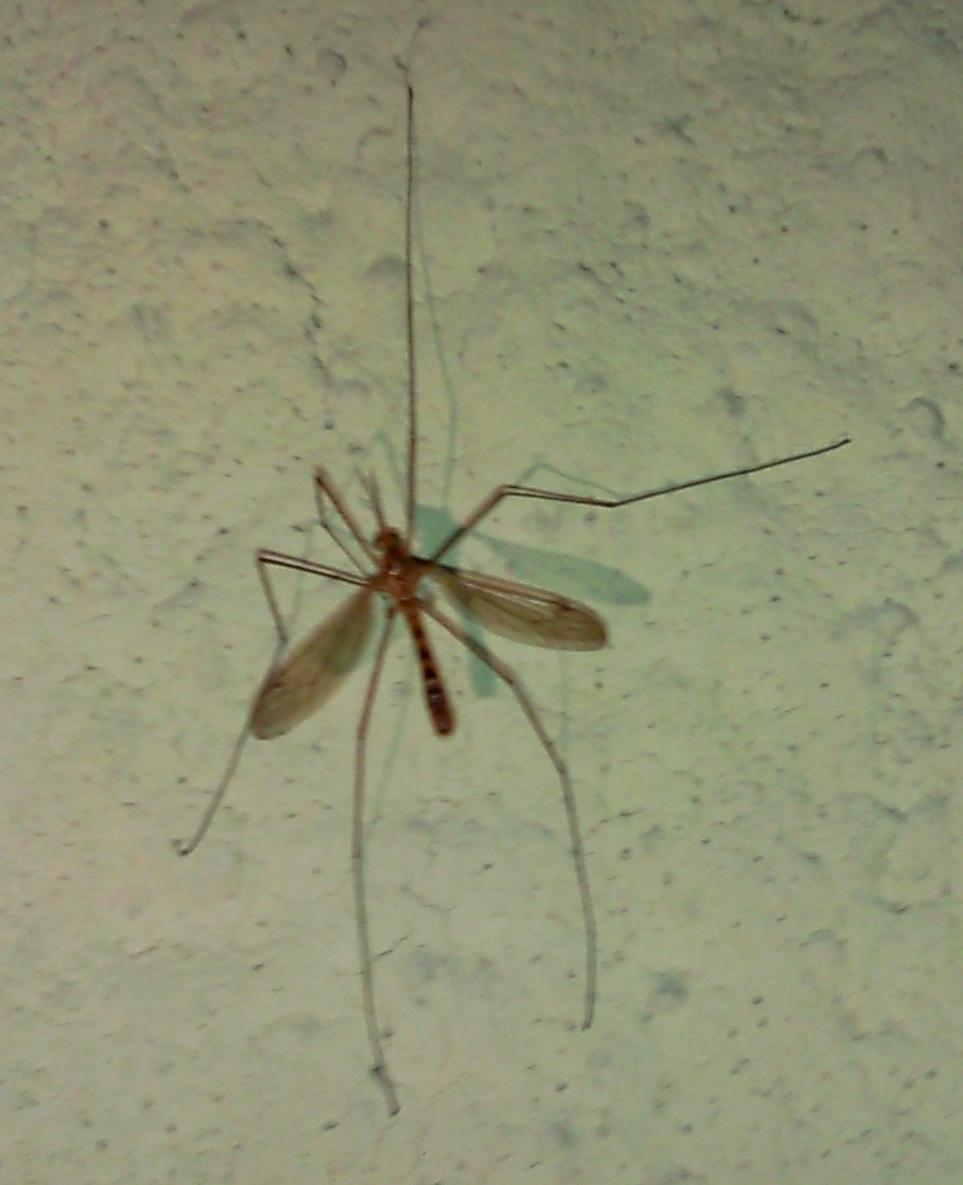 La luna de Ítaca: Bichos en el jardín, 15: Mosquito