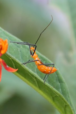 Fold, Fallow and Plough: Leaf-Footed Bugs - The Babies