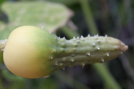 Fold, Fallow and Plough: Alas! Cucumbers Succumb To Bacterial Wilt