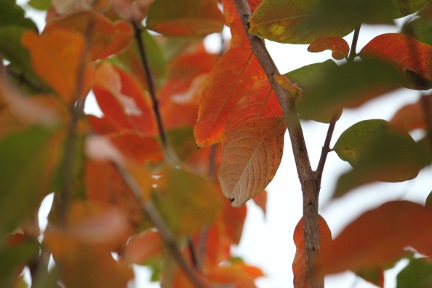 Fold, Fallow and Plough: Crape Myrtles Treat Us To Fall Color