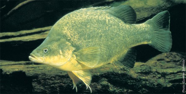 fisherman group: golden perch/yellow belly