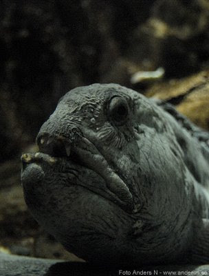 Foto Anders N: Bohus Beauty