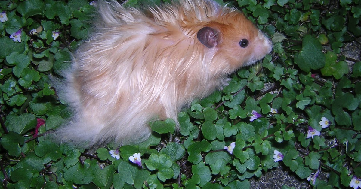 Le Grand Livre du Hamster: Syrien crème angora satin