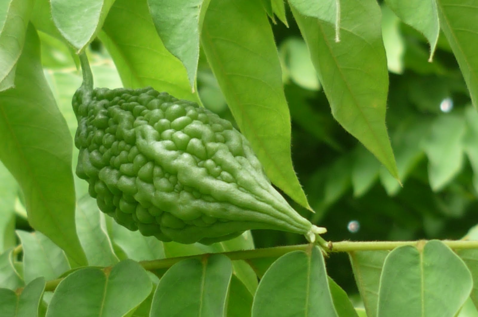 My Little Potted Garden: My First Bitter Gourd Fruit