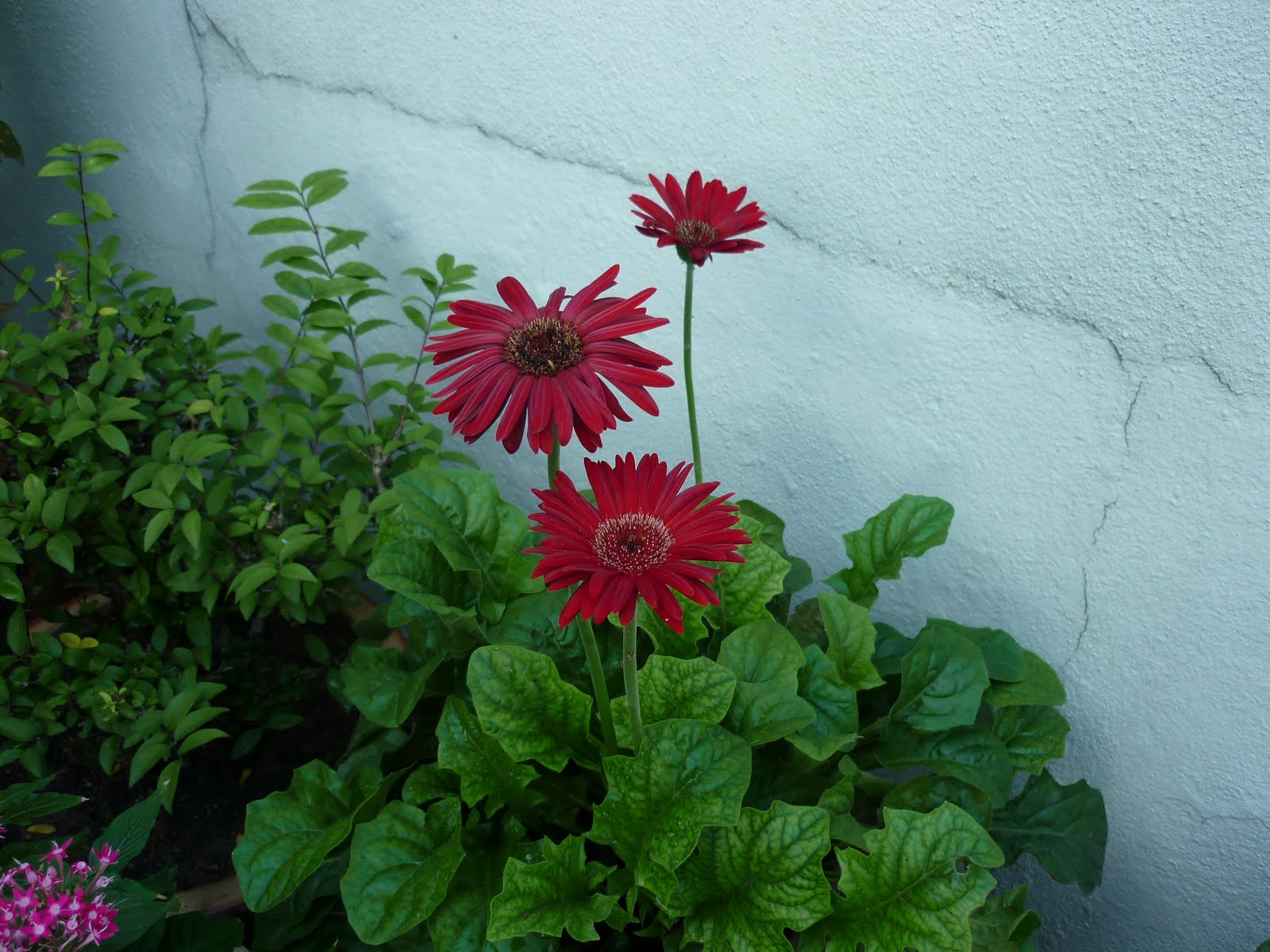 My Little Potted Garden: Gerberas