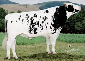 Holstein Friesian Ireland: PICSTON SHOTTLE CELEBRATES TENTH BIRTHDAY