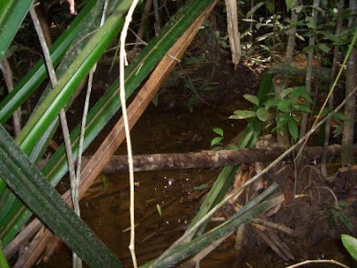 Wildbetta: Hunt for Betta Tomi