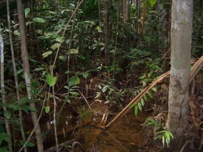 Wildbetta: Hunt for Betta Tomi