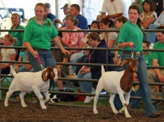 DIXIELAND ACRES Boer Goats: Market Goat Class - 2010 Chesapeake 4-H ...