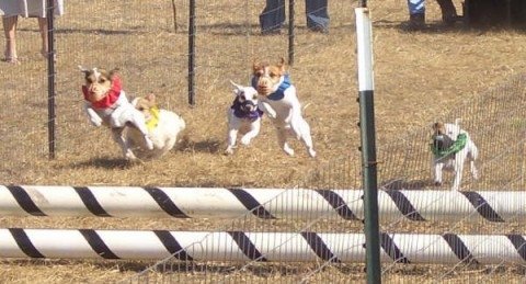 The Wet Nose: Jack Russell Terrier Races