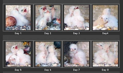 Falco Peregrinus, Slechtvalken: Eyases growth and development