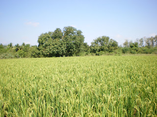 Naturalfarmingpalekarway: SRI Paddy Cultivation under Zero Budget ...