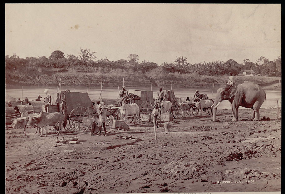 Assamese Men in Costume with Elephant and Ox Carts Transporting Tea ...