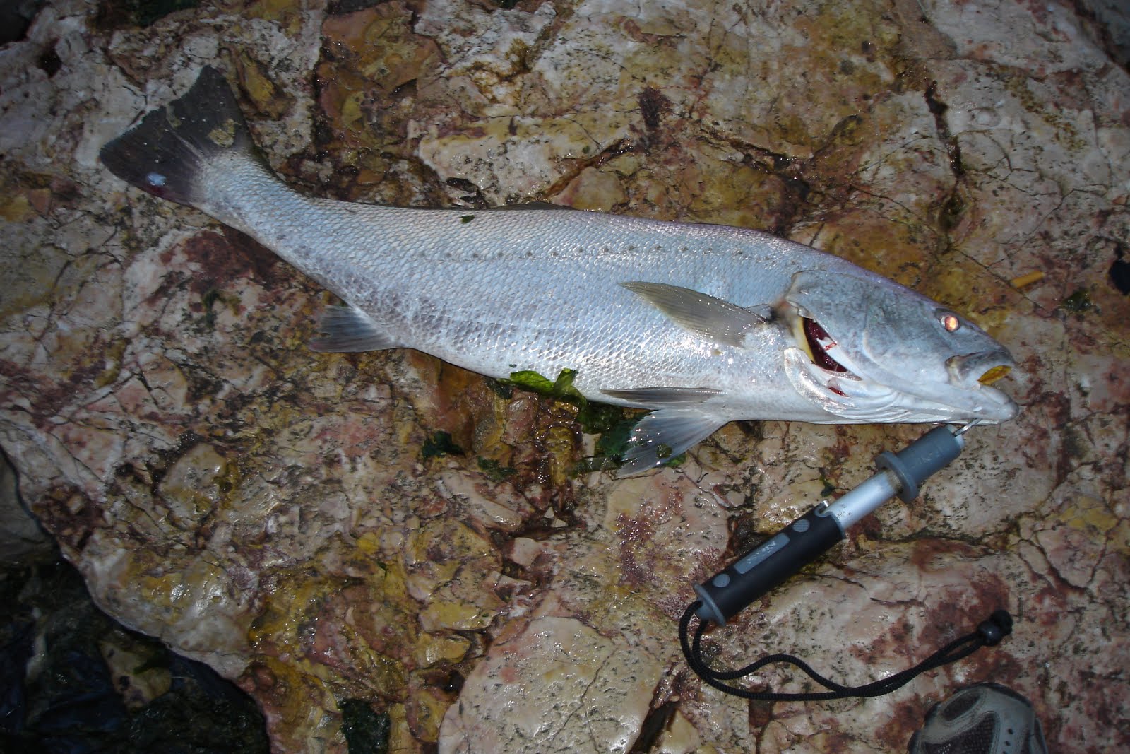 Robalos nas Ondas: Corvina-legitima (Argyrosomus regius)