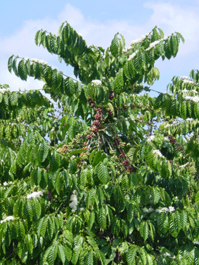 CoffehouseCafé: The Robusta Coffee Origins
