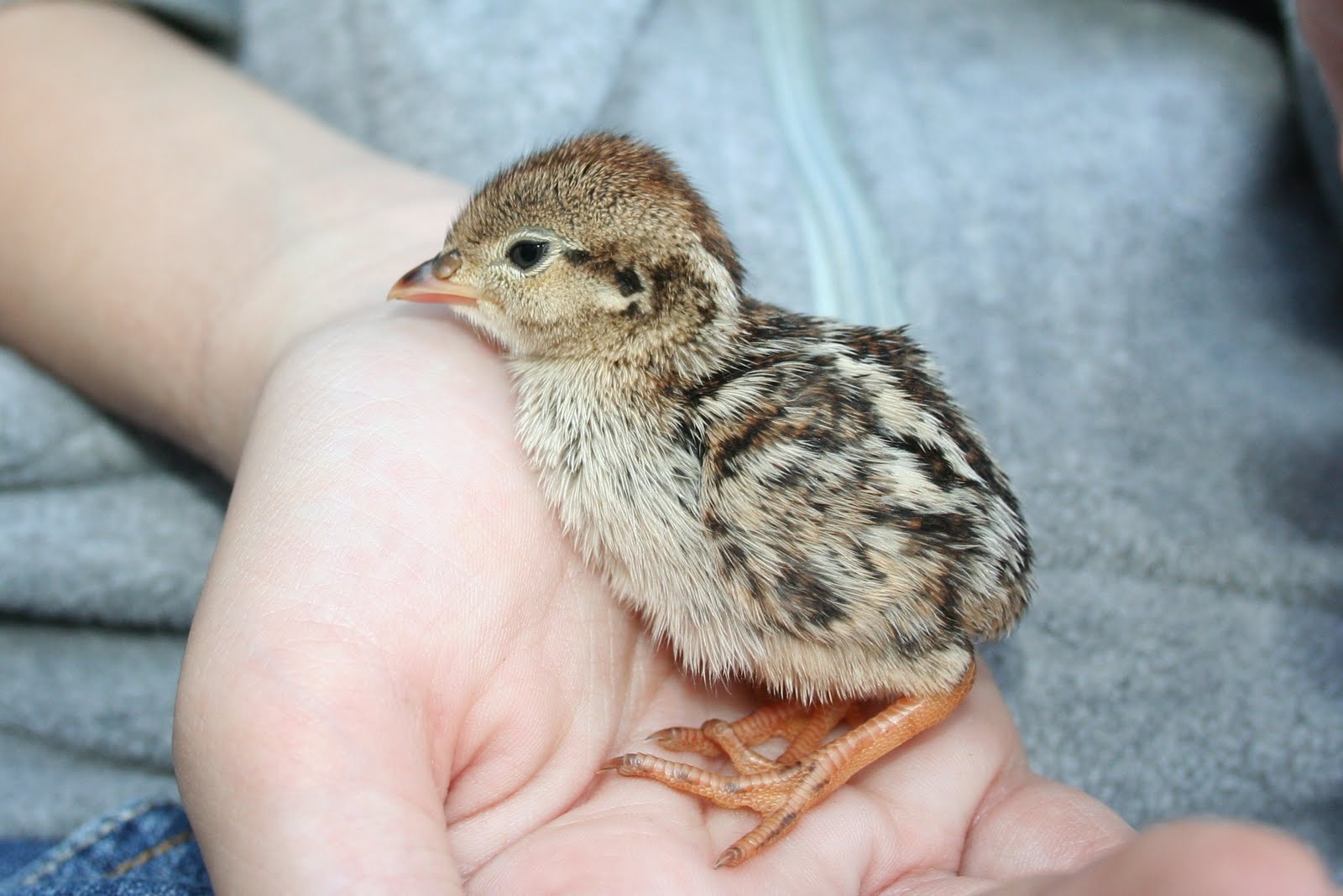 RS Estrada Fora: Perdiz Bebé