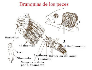 La Pesca de Cándido: LOS PECES, LA ANATOMÍA