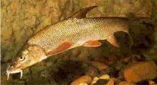 La Pesca de Candido: BARBO COMIZO