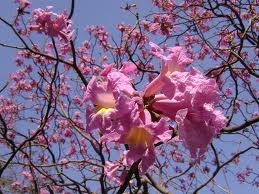 .: el blog de Max :.: ÁRBOL NACIONAL de EL SALVADOR