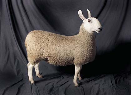 Beautiful Sheep - the MAIWA BLOG
