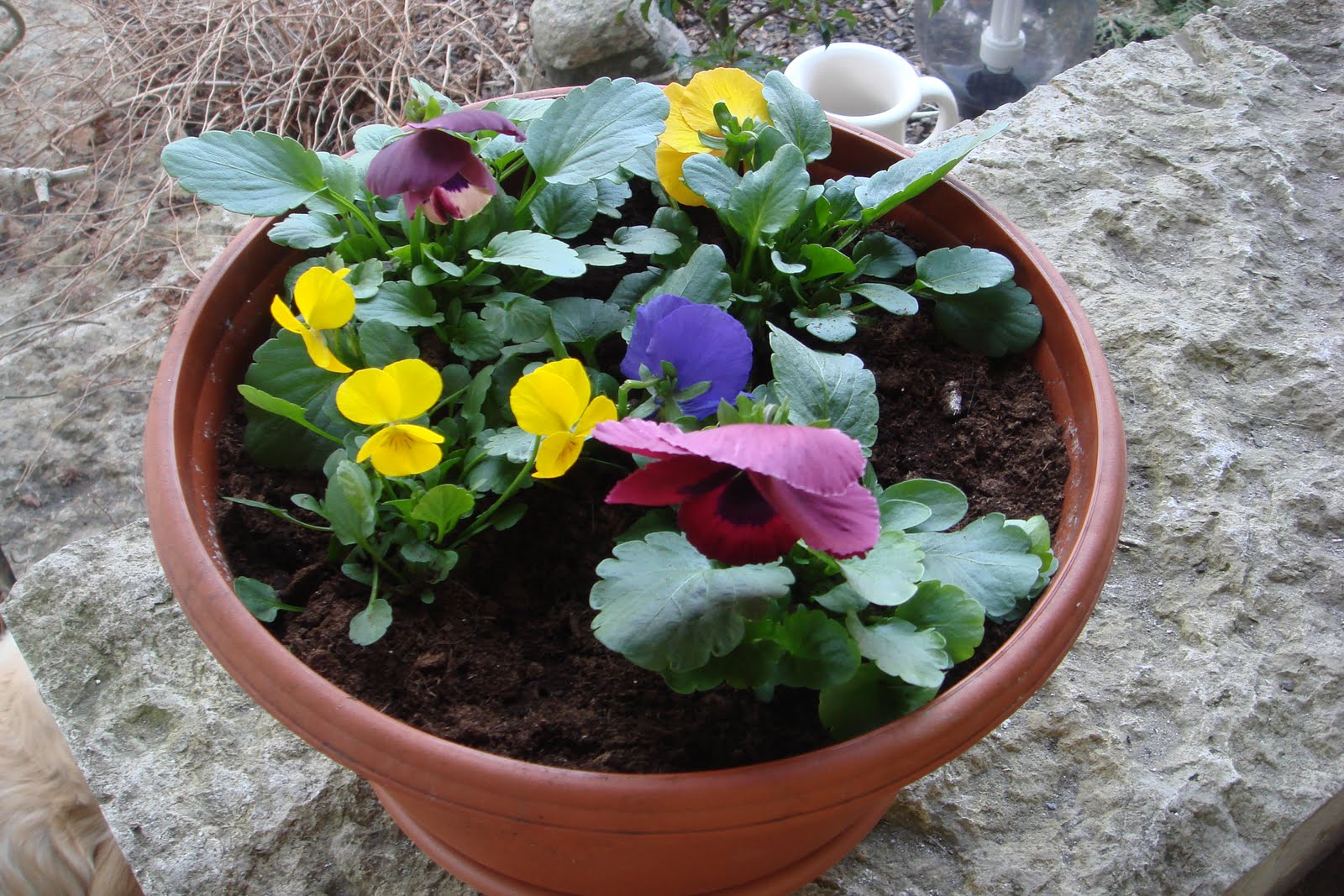 algajaaed: Lilled väljas