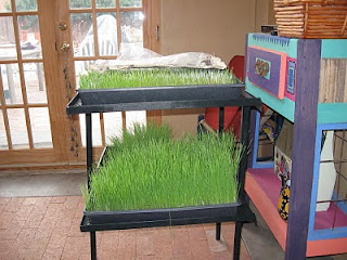 Urban Chickens Network blog: Fresh grass for urban chickens all year long