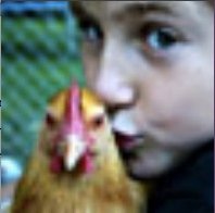 Urban Chickens Network blog: Exploring the human-chicken relationship