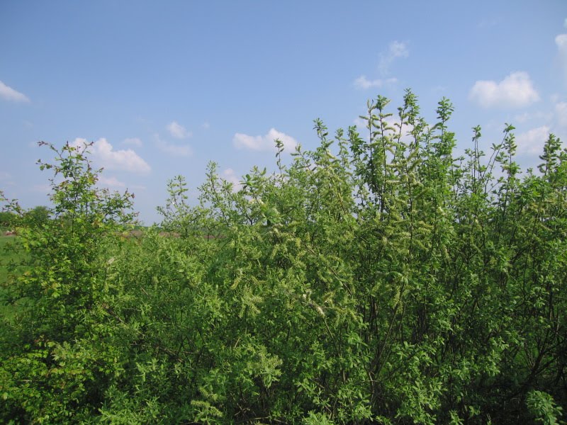 Grains de sel: Coupeurs de haies