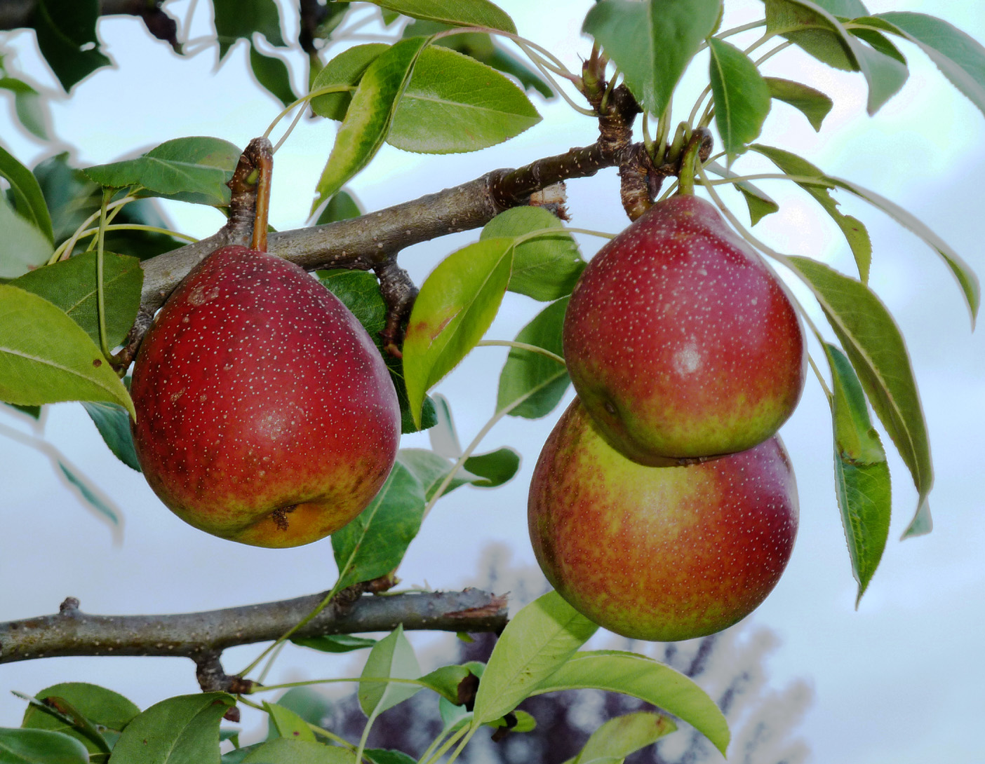 Pewaukee Daily Photo: Parker Pears
