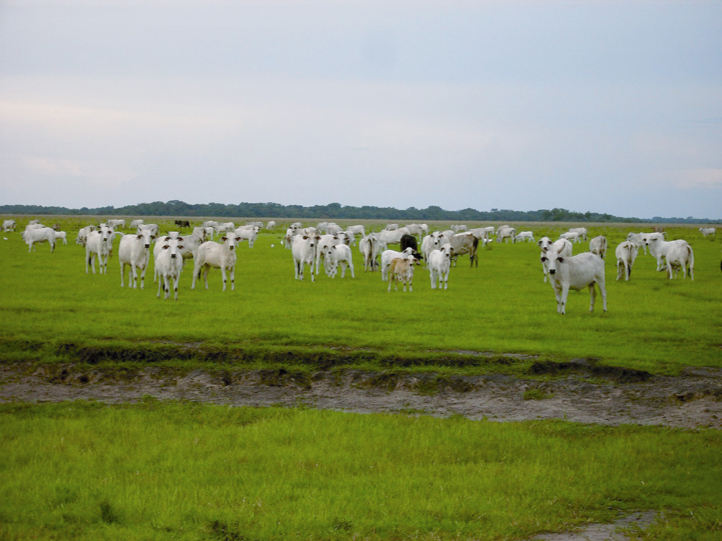 PrimeraClase.Net: LOS LLANOS VENEZOLANOS