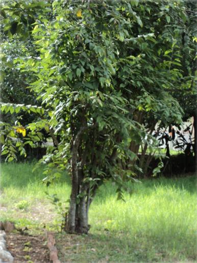 CONCENTRACION SEGISMUNDO ZAPATA RIOS: Sendero Ecologico