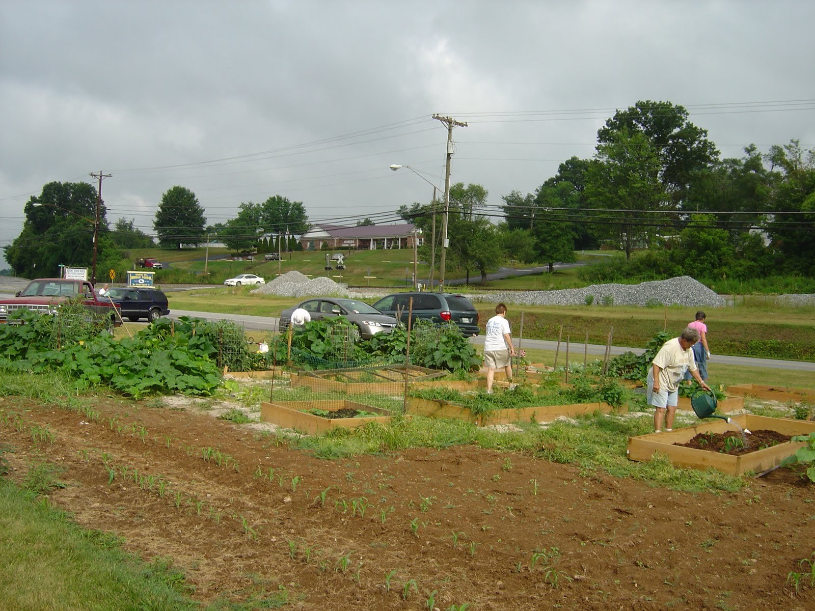 CHSC Garden: Reaching new heights and harvesting