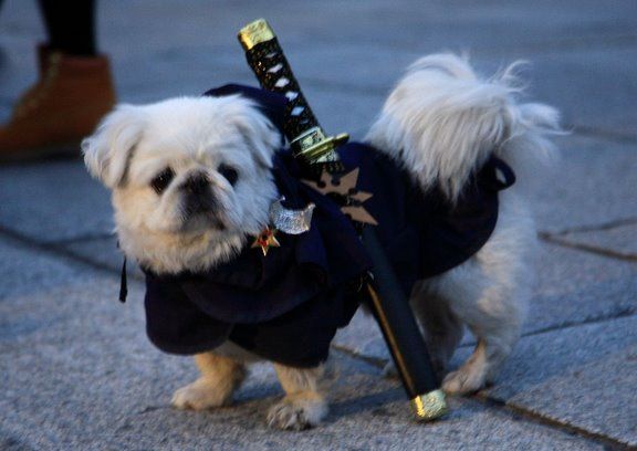 The Official Ninja News NINJA CHIKUWA: NINJA DOGS