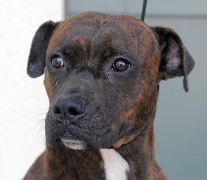 Bravery helps people achieve huge challenges: Dirk The Protector By ...