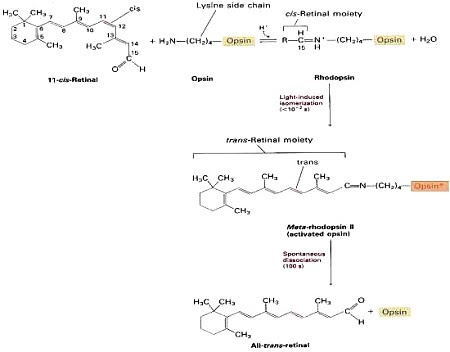 Biología 3M: Rodopsina
