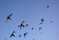 Berlin. It's all in the mix: Svalor