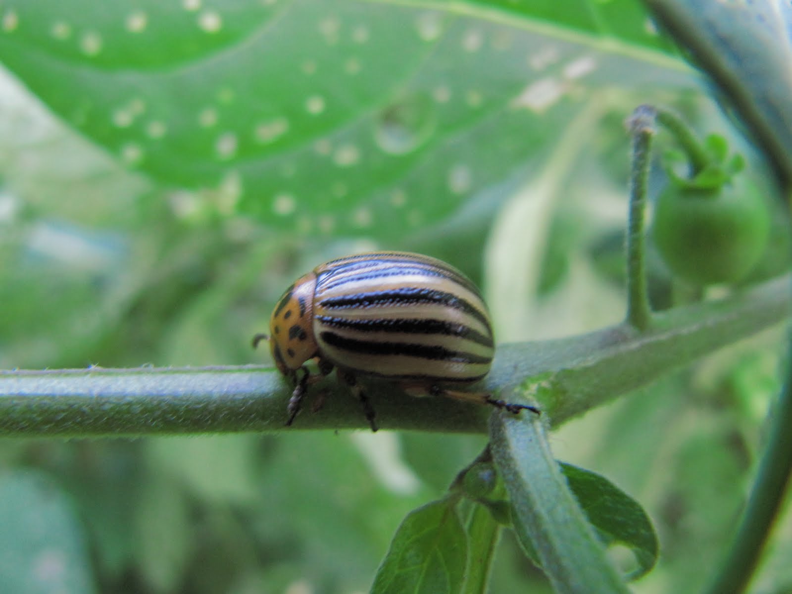 Heidi in the garden: A first look