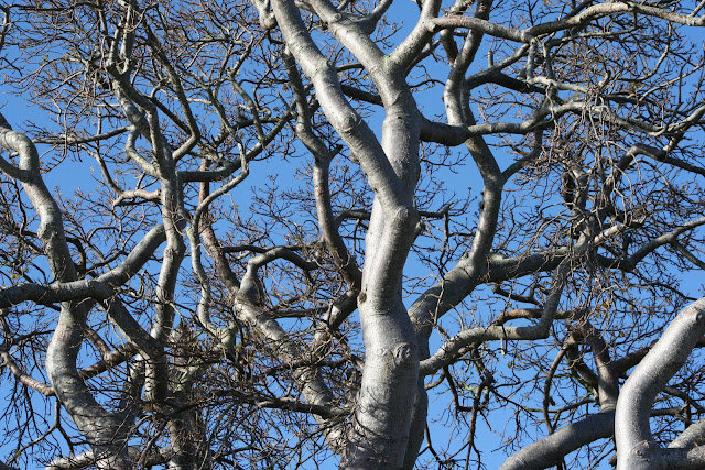 MadSnapper: Gumbo Limbo Tree (Bursera simaruba) RePOST 2009