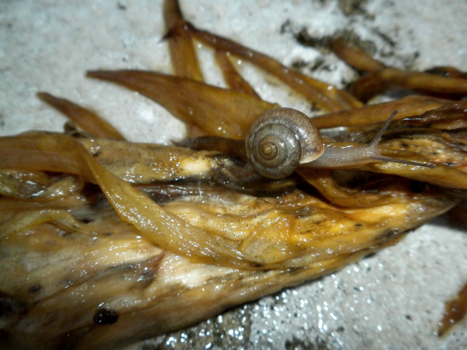 MadSnapper: Snail Trails Day One