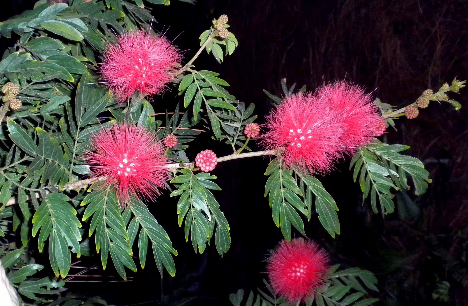 MadSnapper: Christmas Calliandra