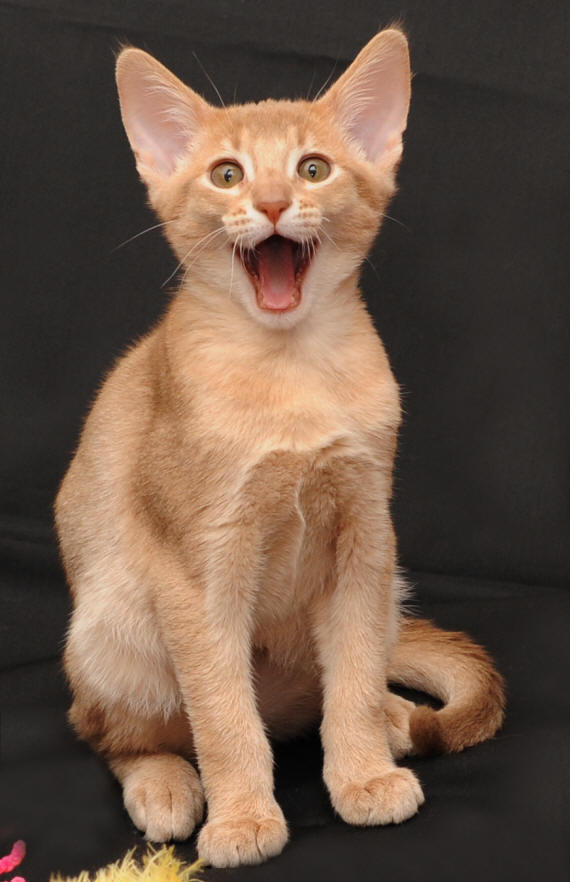 Four Abyssinian Cats: Introductions