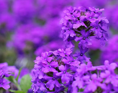 MISSISSIPPI GARDEN: Vivid Violet Vigorous Verbena
