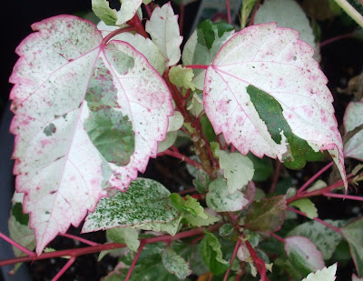 MISSISSIPPI GARDEN: Hibiscus Variegata's Lovely Leaves